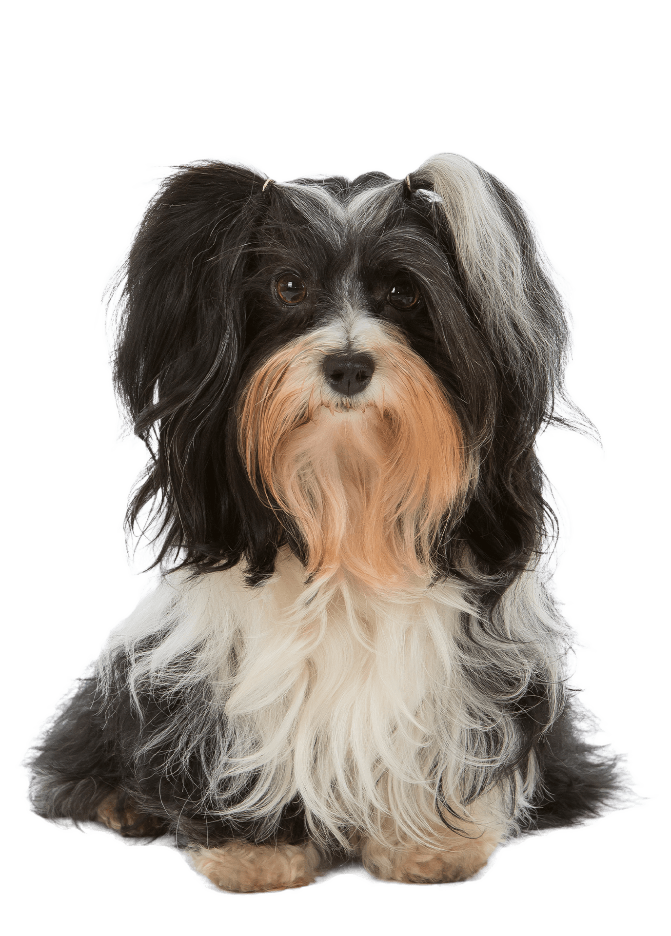 Hundeboxen Havaneser